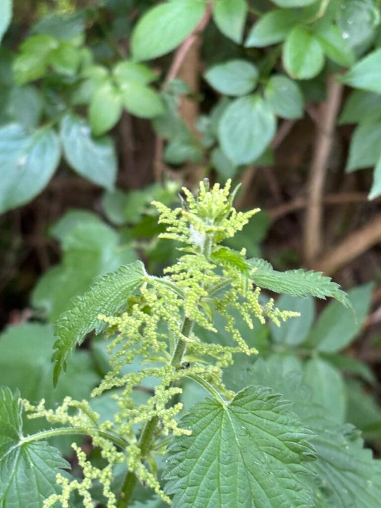 Wellbeing Walk | Recovery in Mind